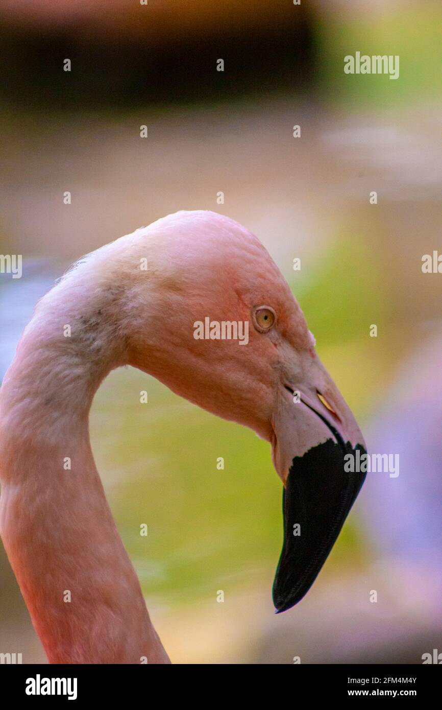 Peeking flamingo hi-res stock photography and images - Alamy