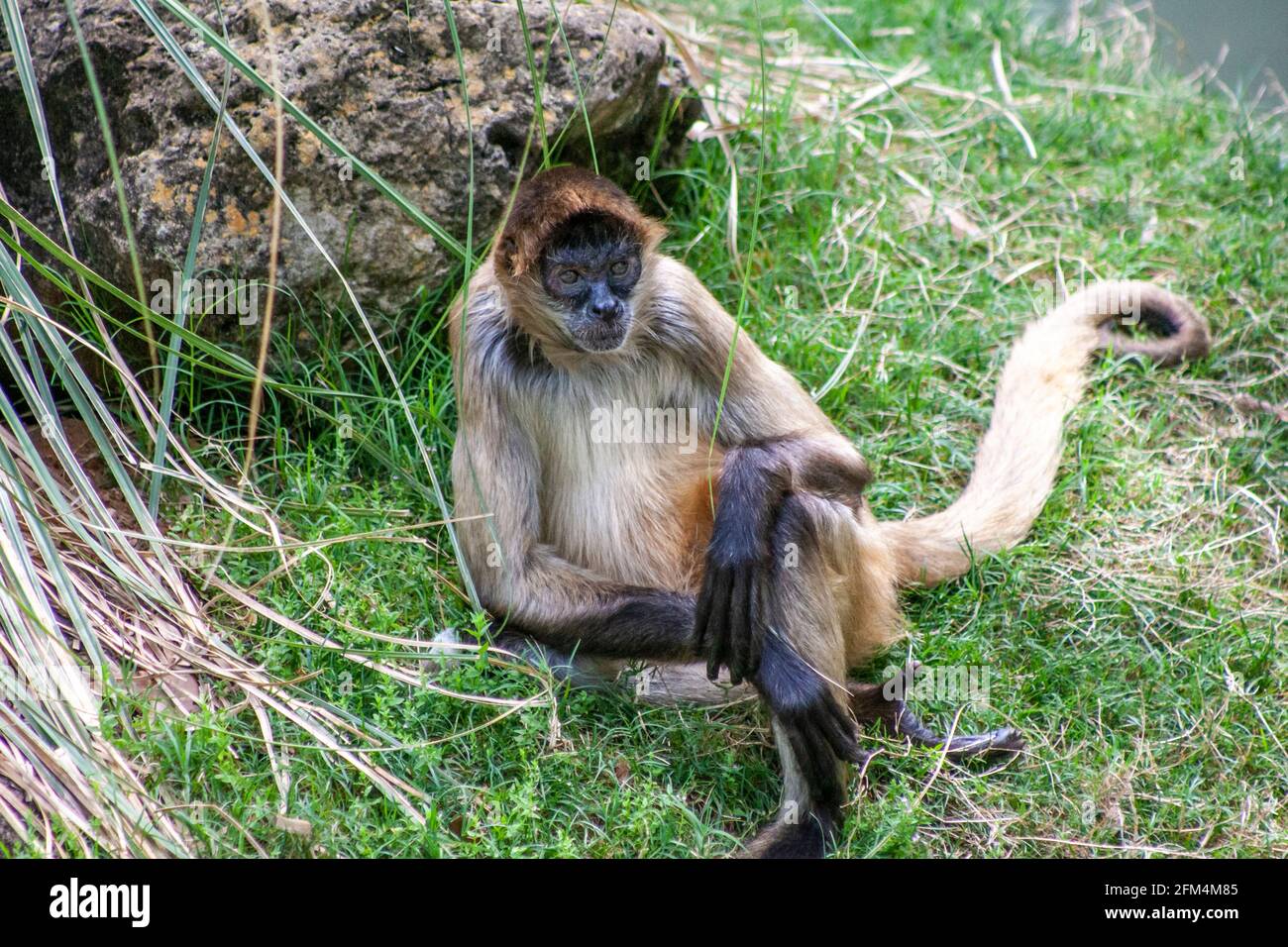 Relaxing monkey hi-res stock photography and images - Alamy