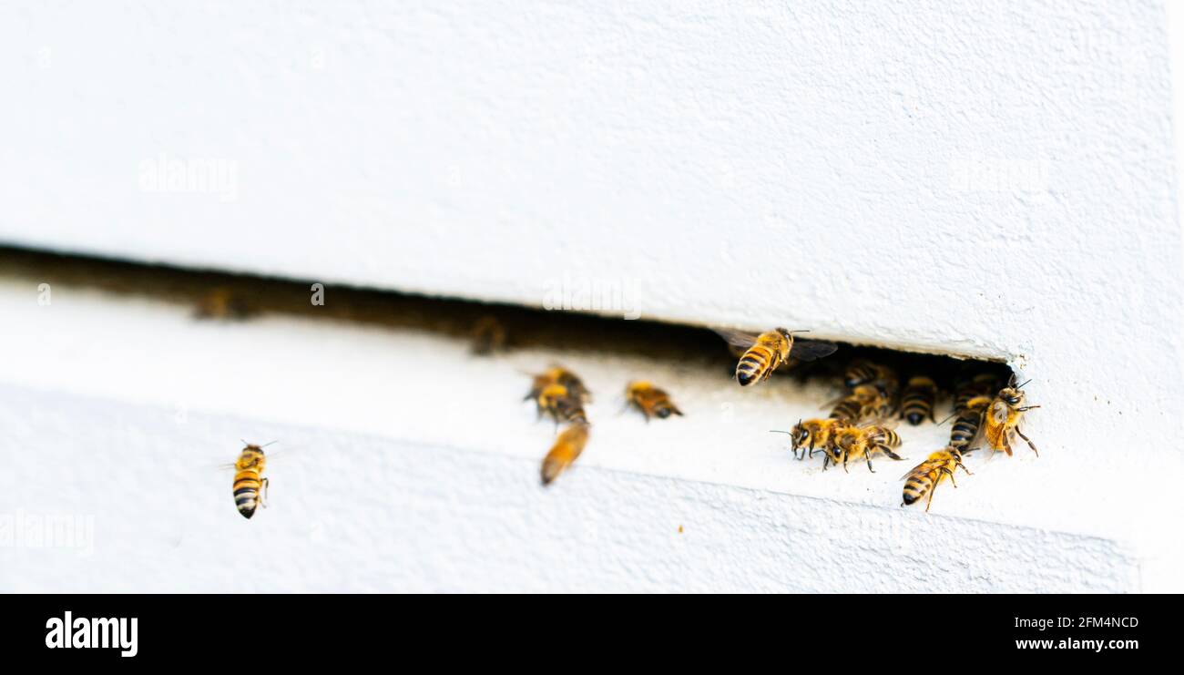 White beehive hi-res stock photography and images - Alamy