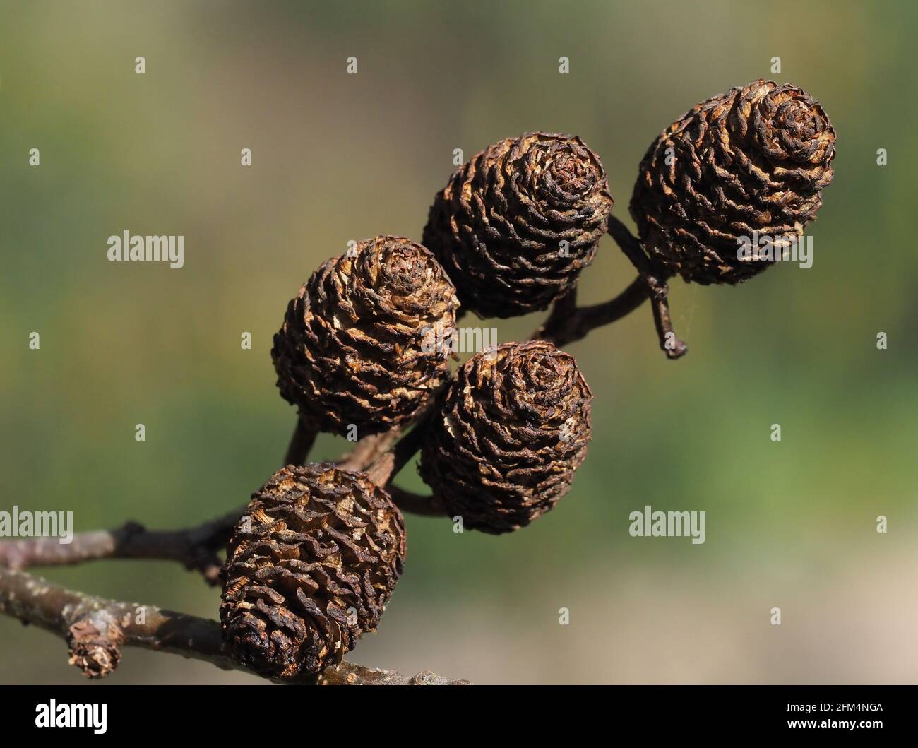 Alnus cones hi-res stock photography and images - Alamy