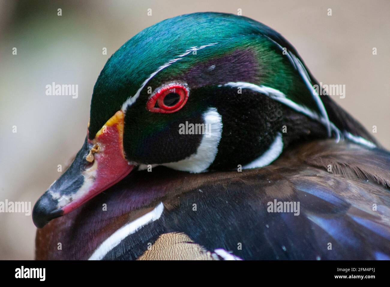 Colorful Mallard Duck Stock Photo - Alamy