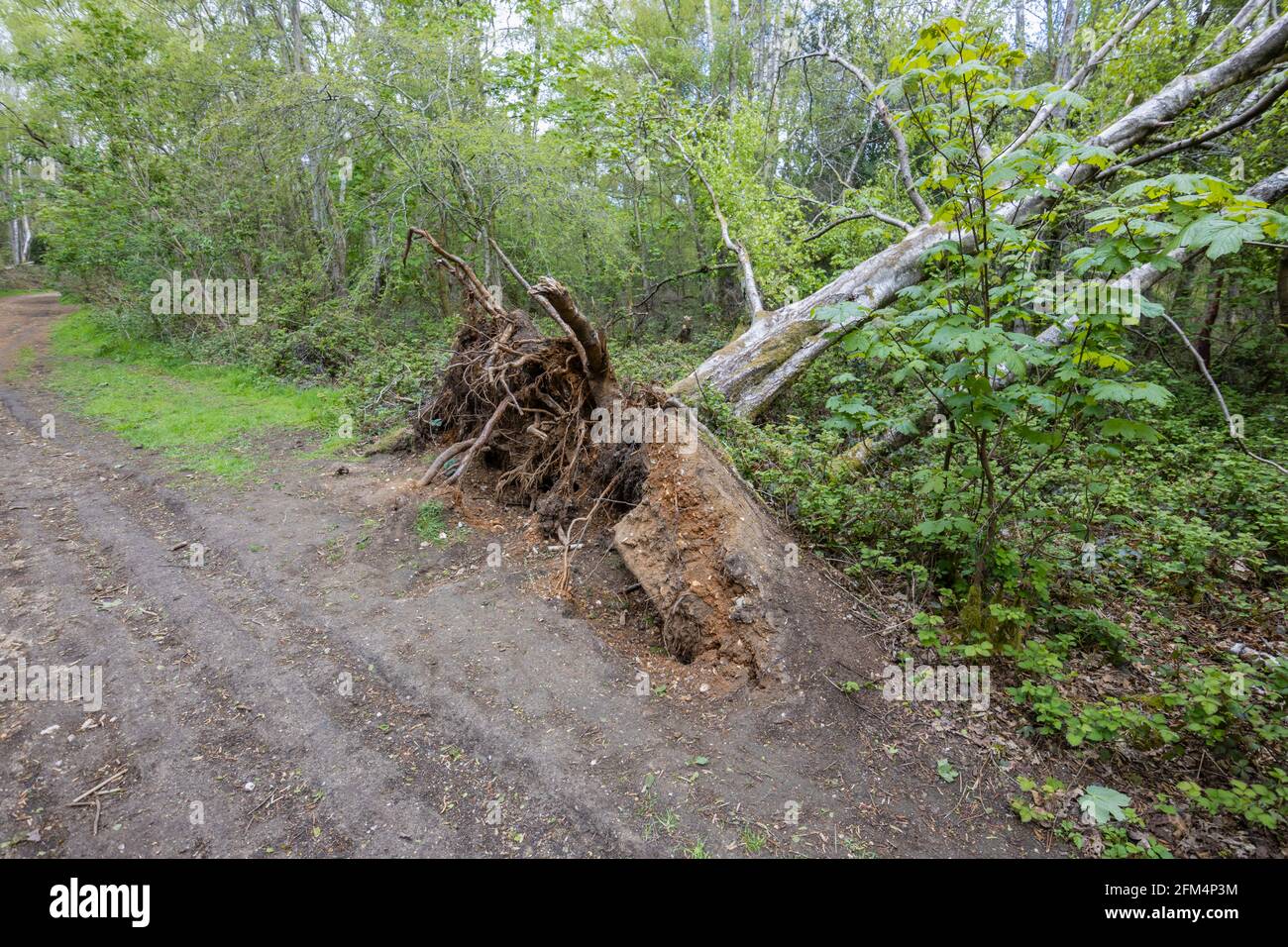 Tree surrey newlands corner hi-res stock photography and images - Alamy