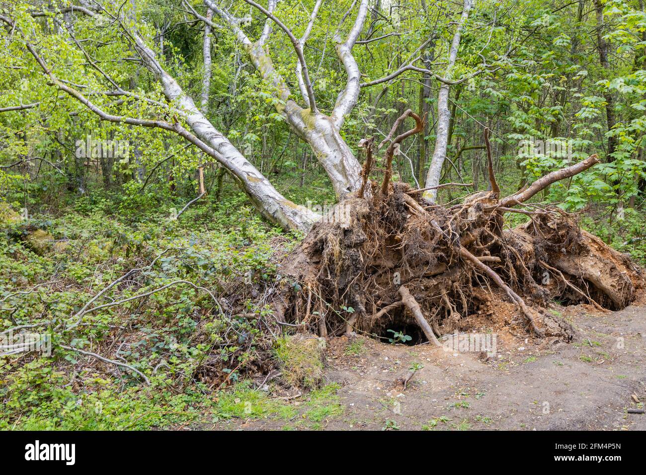 Tree roots exposed blown over hi-res stock photography and images - Alamy