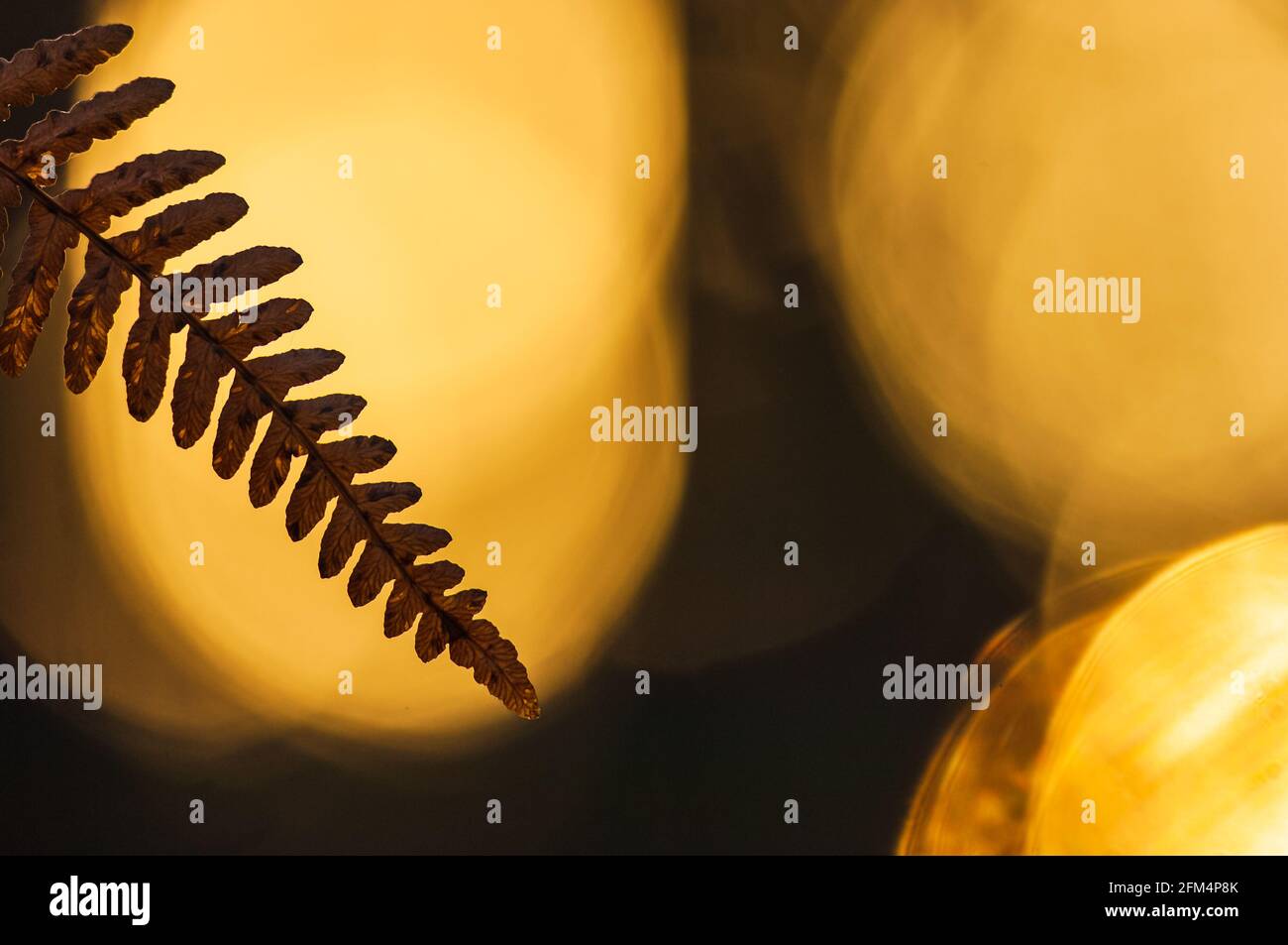 Fern leaf at sunset, Sweden Stock Photo - Alamy
