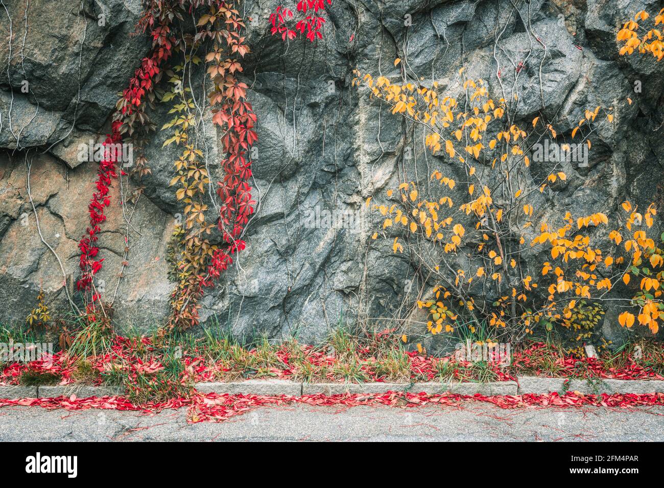Colorful climber plants growing on cliff Stock Photo - Alamy