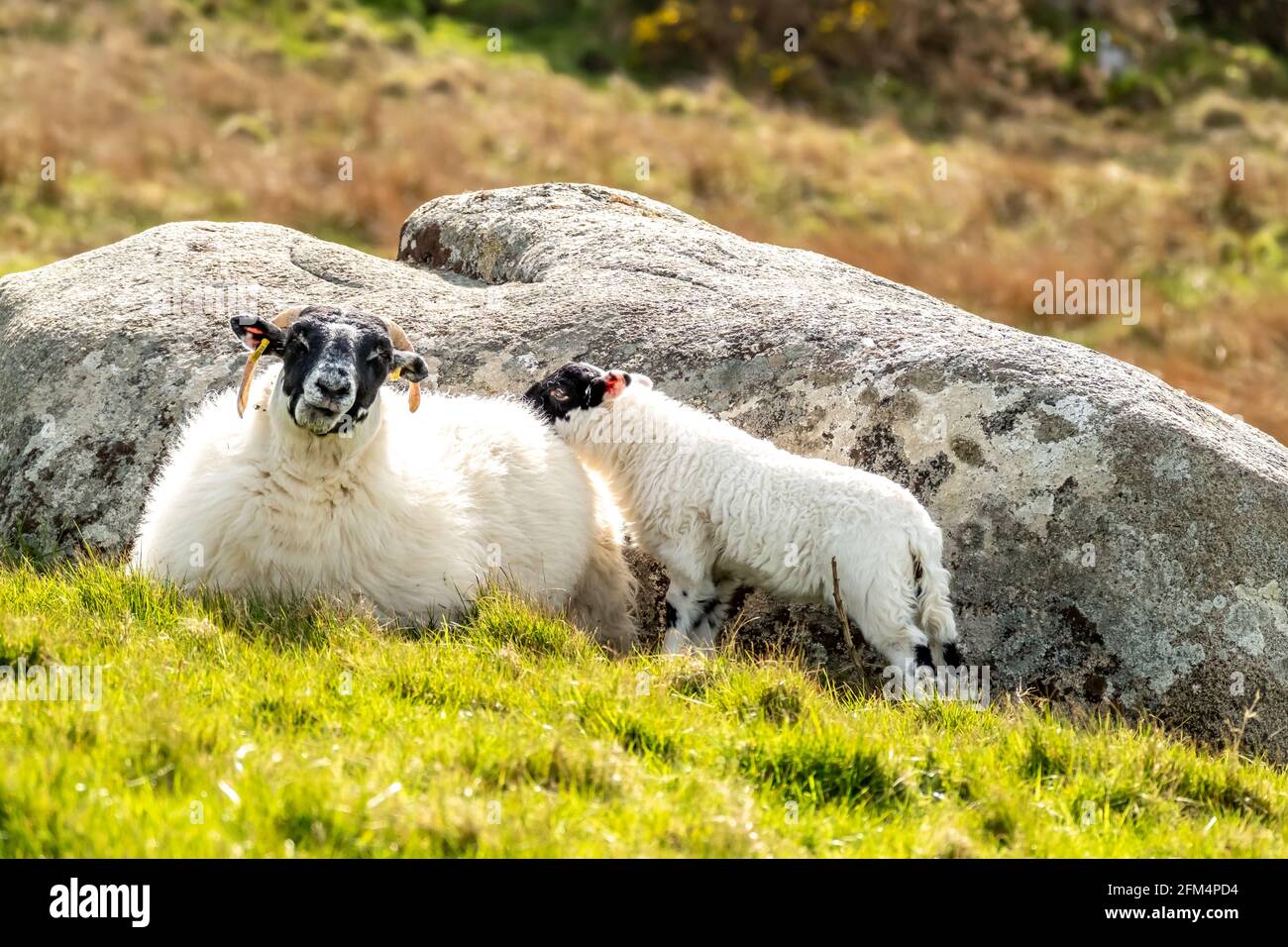 A blackface sheep family in a field in County Donegal - Ireland Stock ...