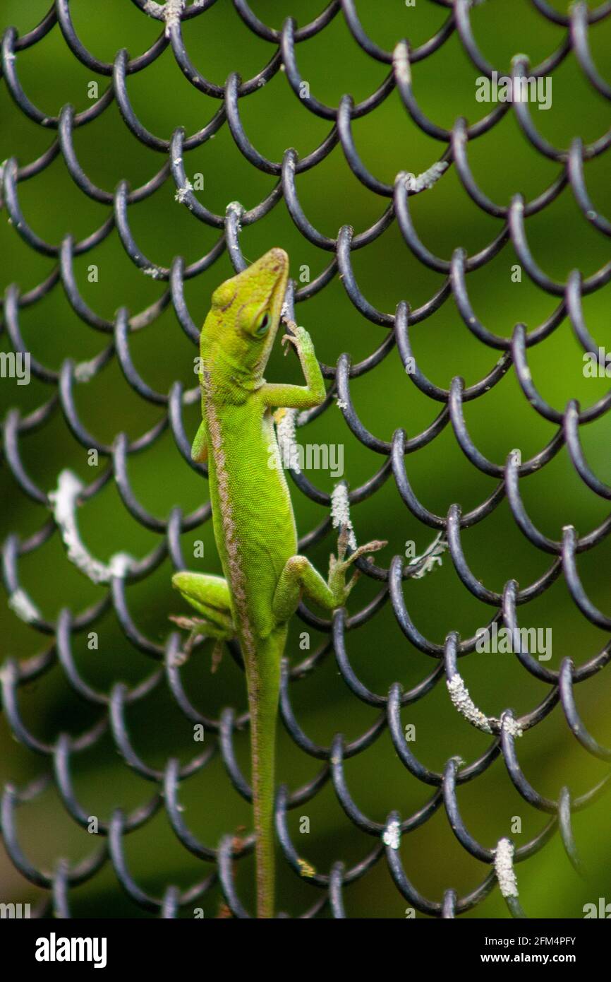 lizard in the garden Stock Photo - Alamy