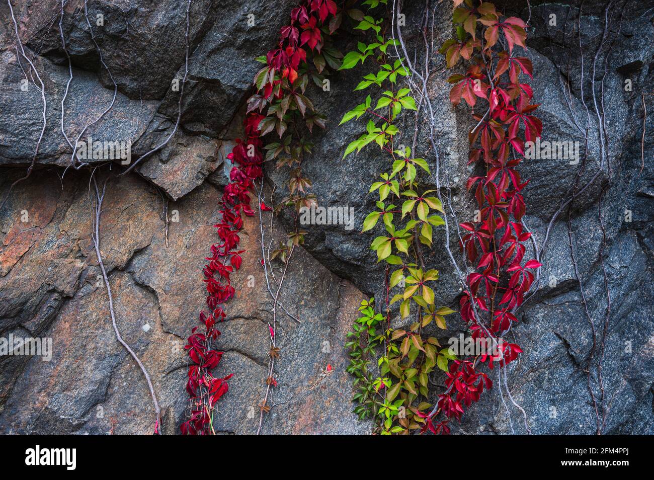 Colorful climber plants growing on cliff Stock Photo - Alamy
