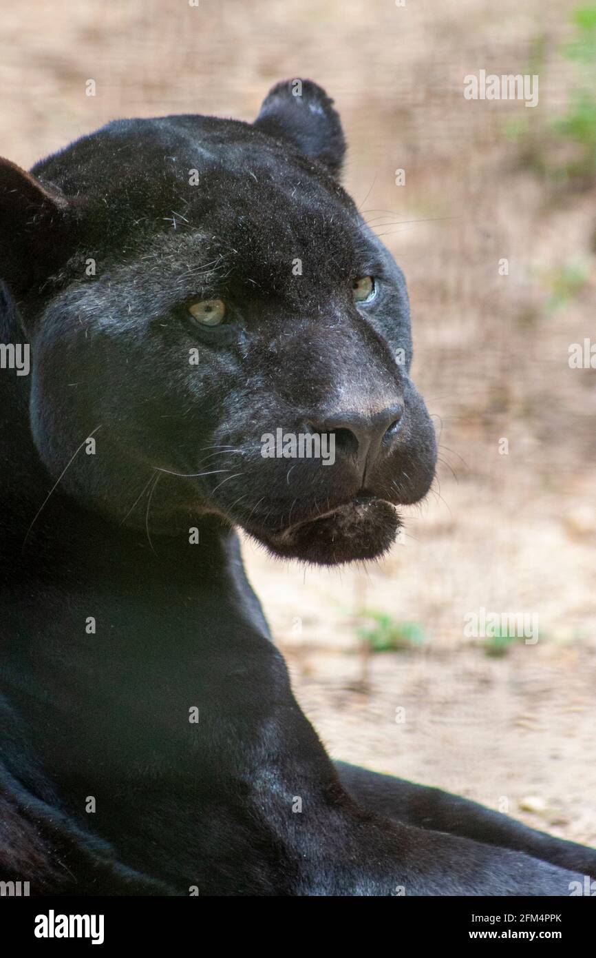 Jaquar hi-res stock photography and images - Alamy