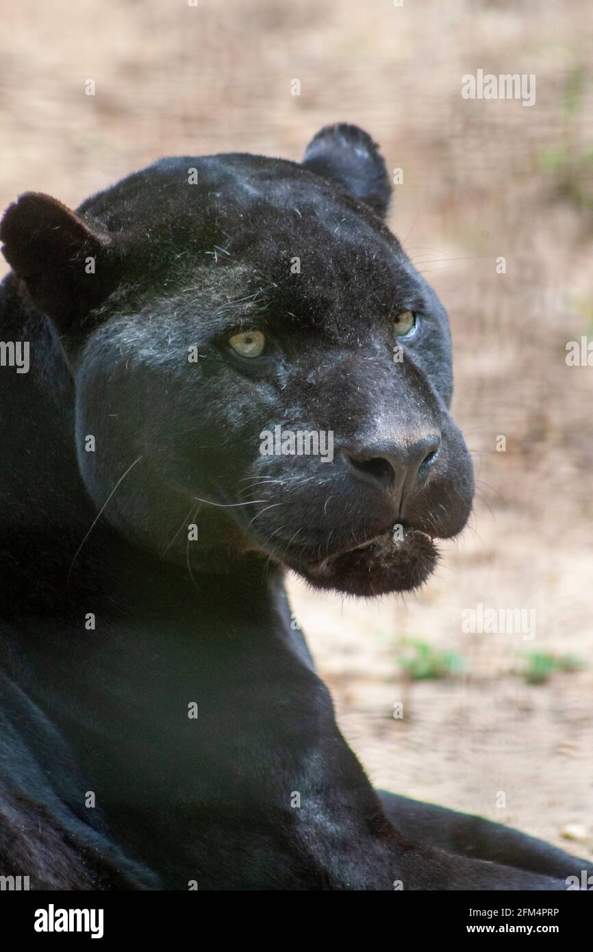 Jaquar hi-res stock photography and images - Alamy