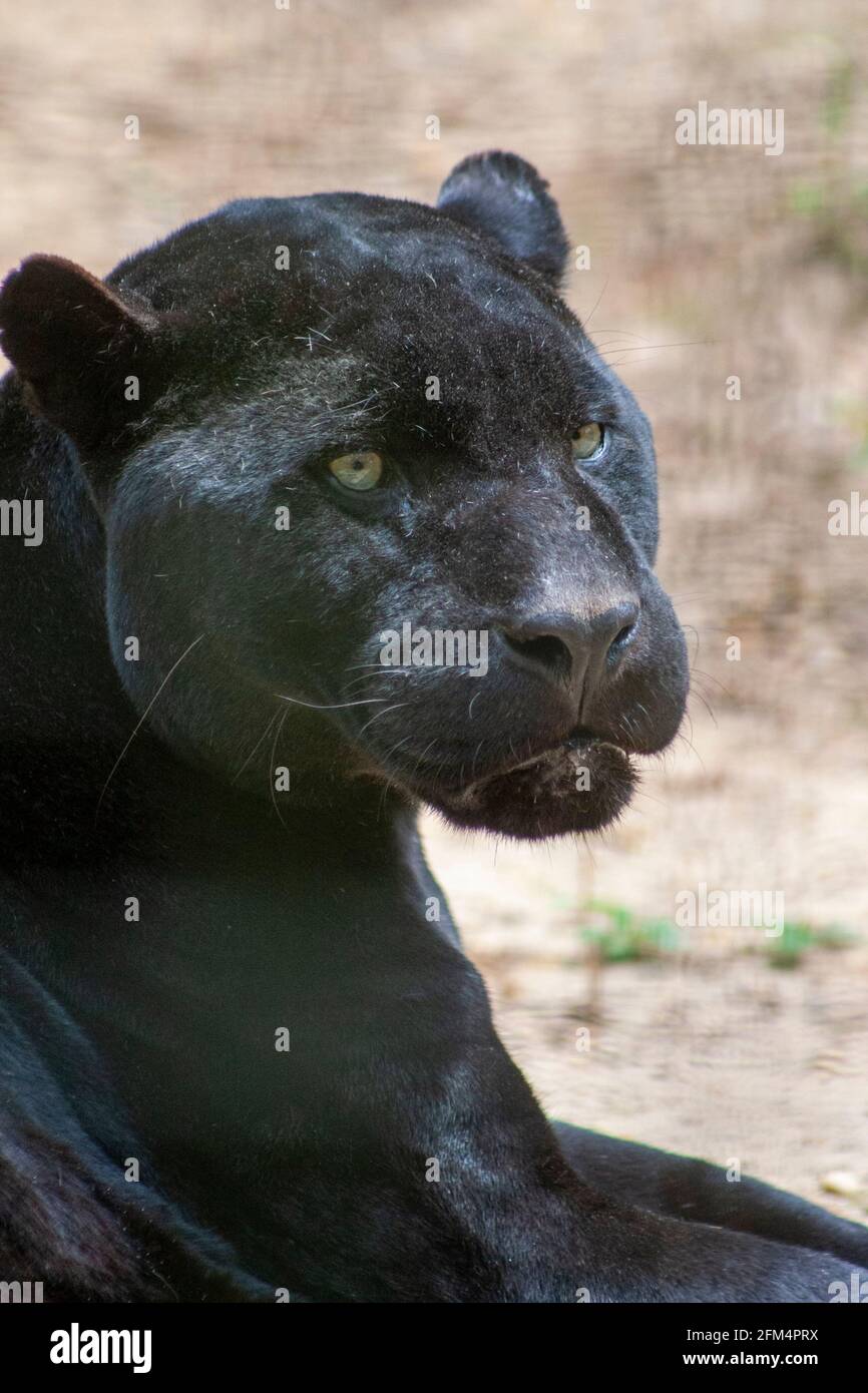 Jaquar hi-res stock photography and images - Alamy