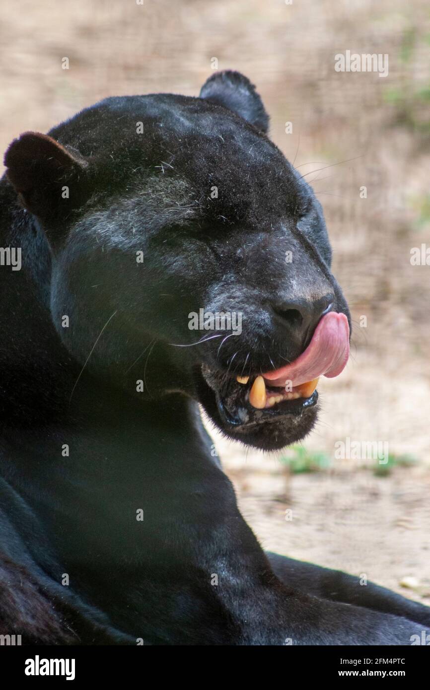 Jaquar hi-res stock photography and images - Alamy