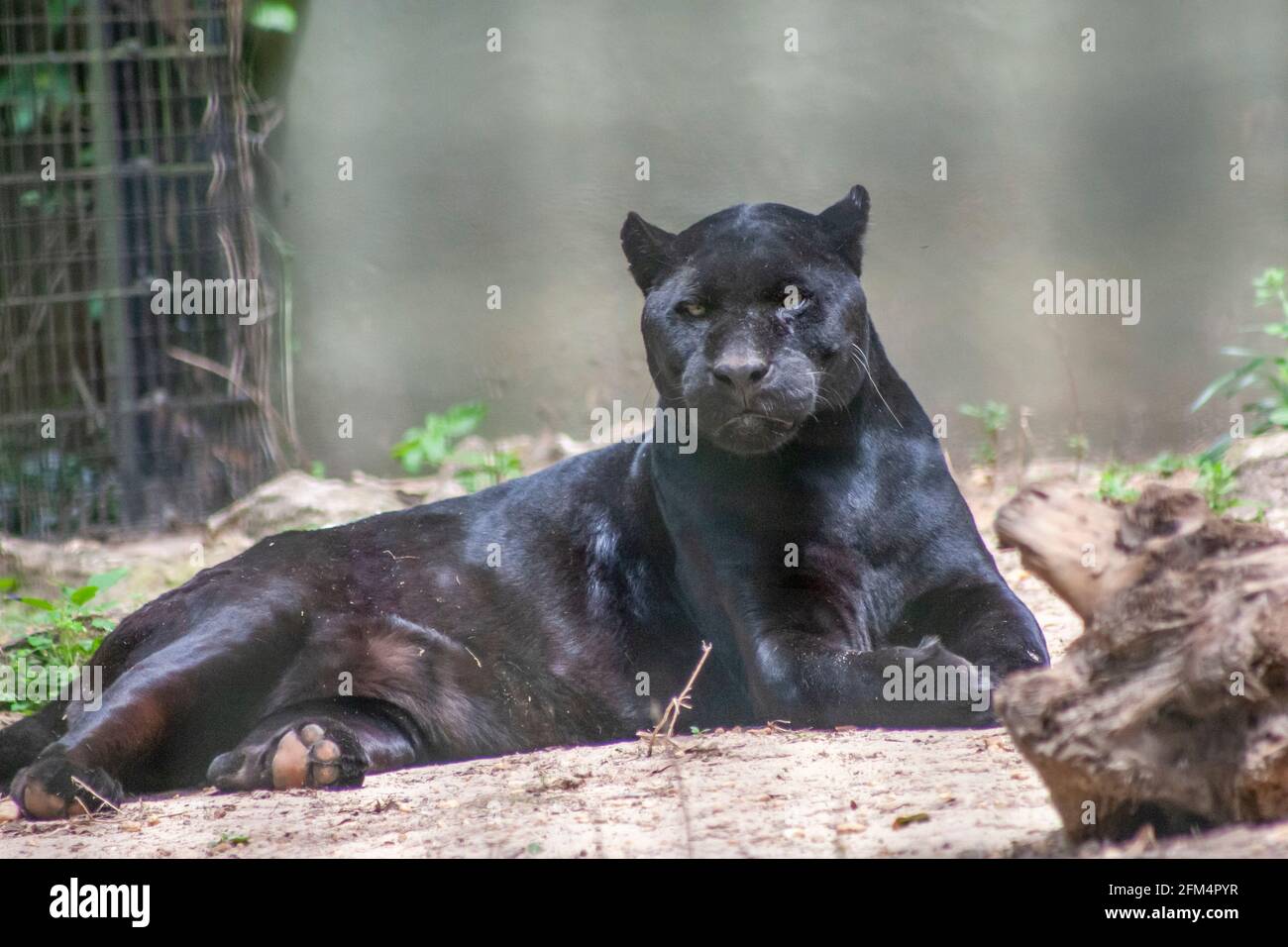Jaquar hi-res stock photography and images - Alamy