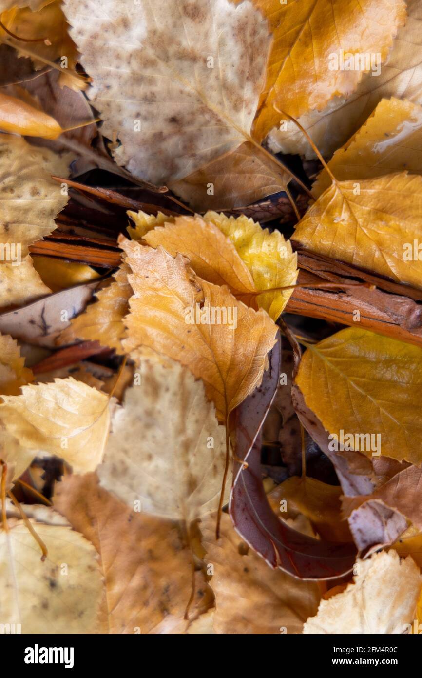 Australia leaves autumn trees hi-res stock photography and images - Alamy