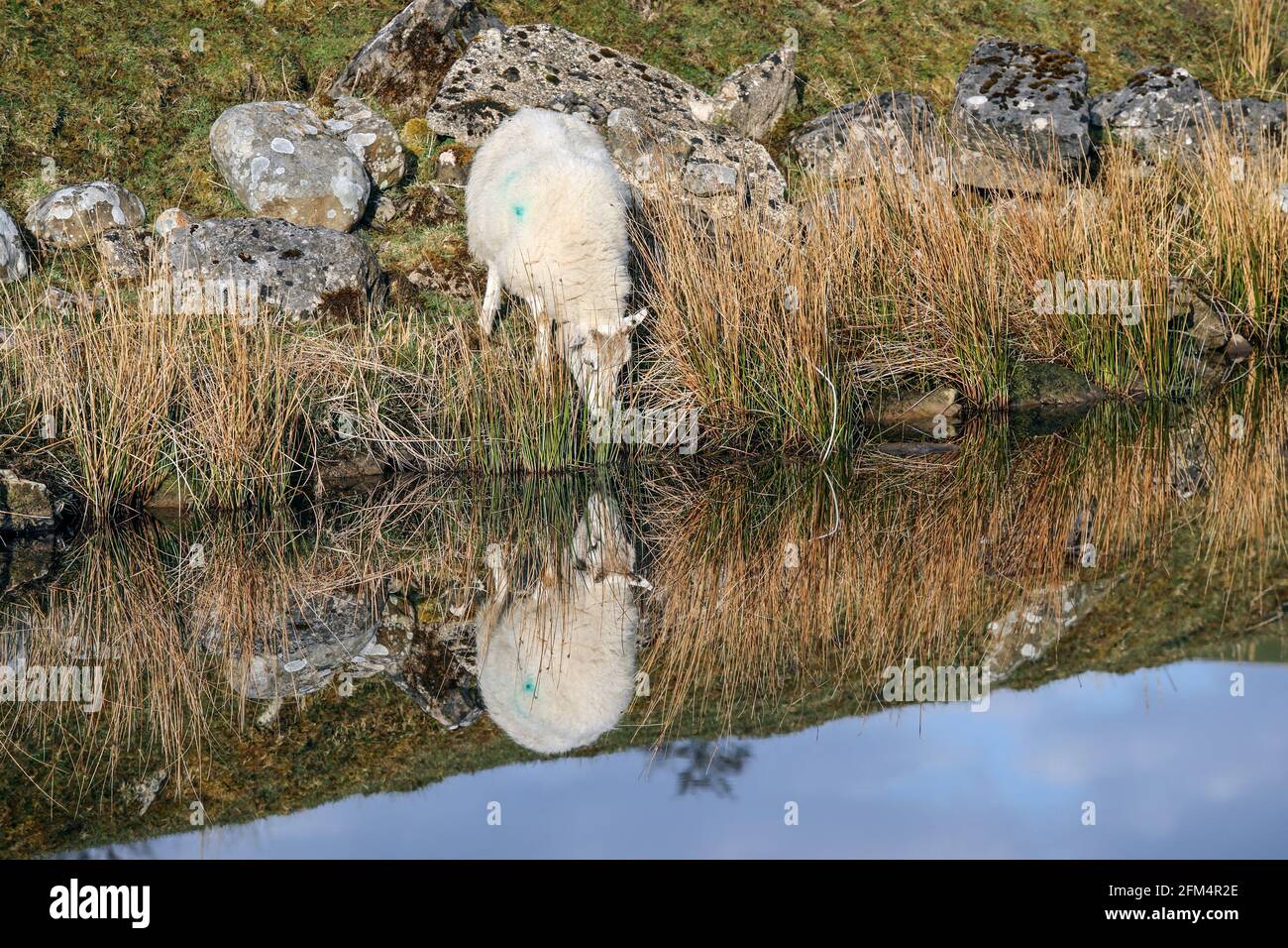 Sheep looking at its Reflection as it is about to Drink from a Stream ...