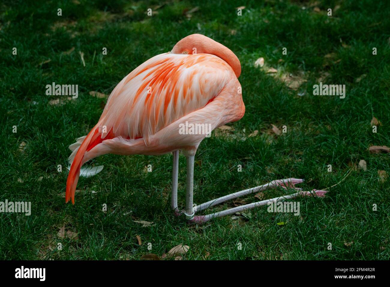 Peeking flamingo hi-res stock photography and images - Alamy