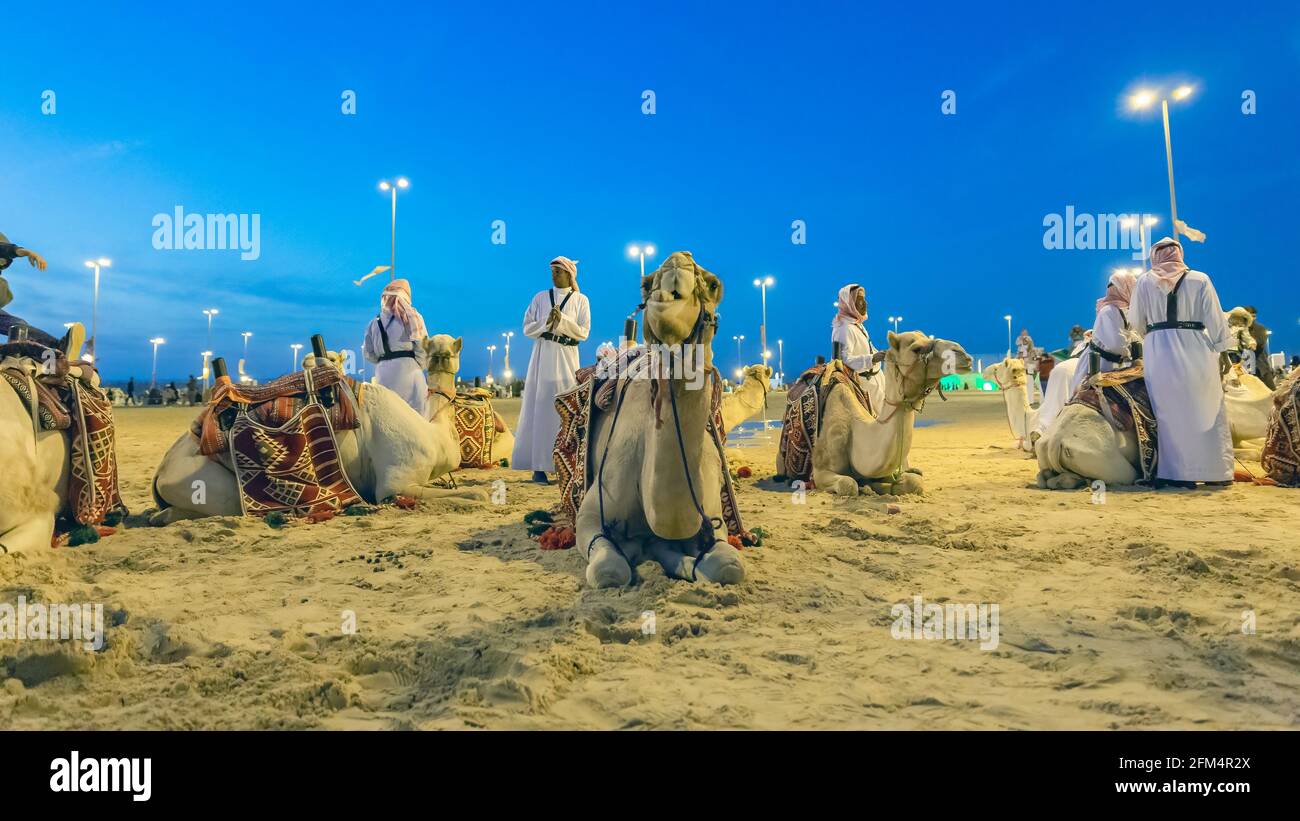 Desert safari camel ride festival in Abqaiq Dammam Saudi Arabia Stock ...