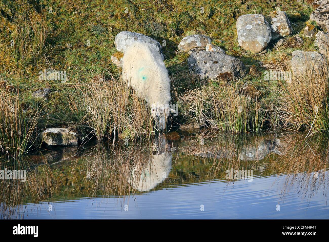 Sheep Drinking from a Stream, North Pennines, England, UK Stock Photo ...