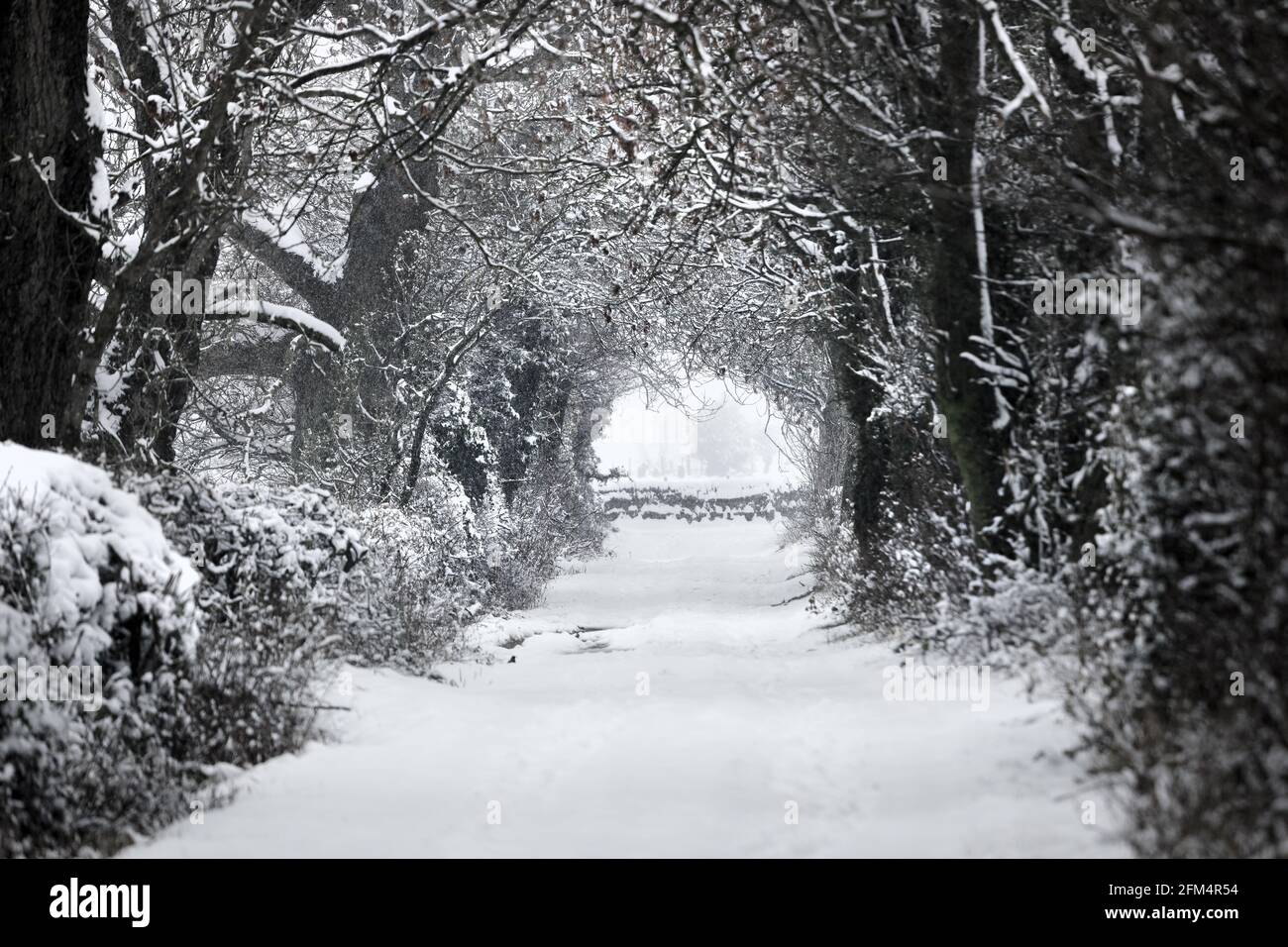 Heavy Snowfall Viewed Through a Tunnel of Trees, England, UK Stock ...