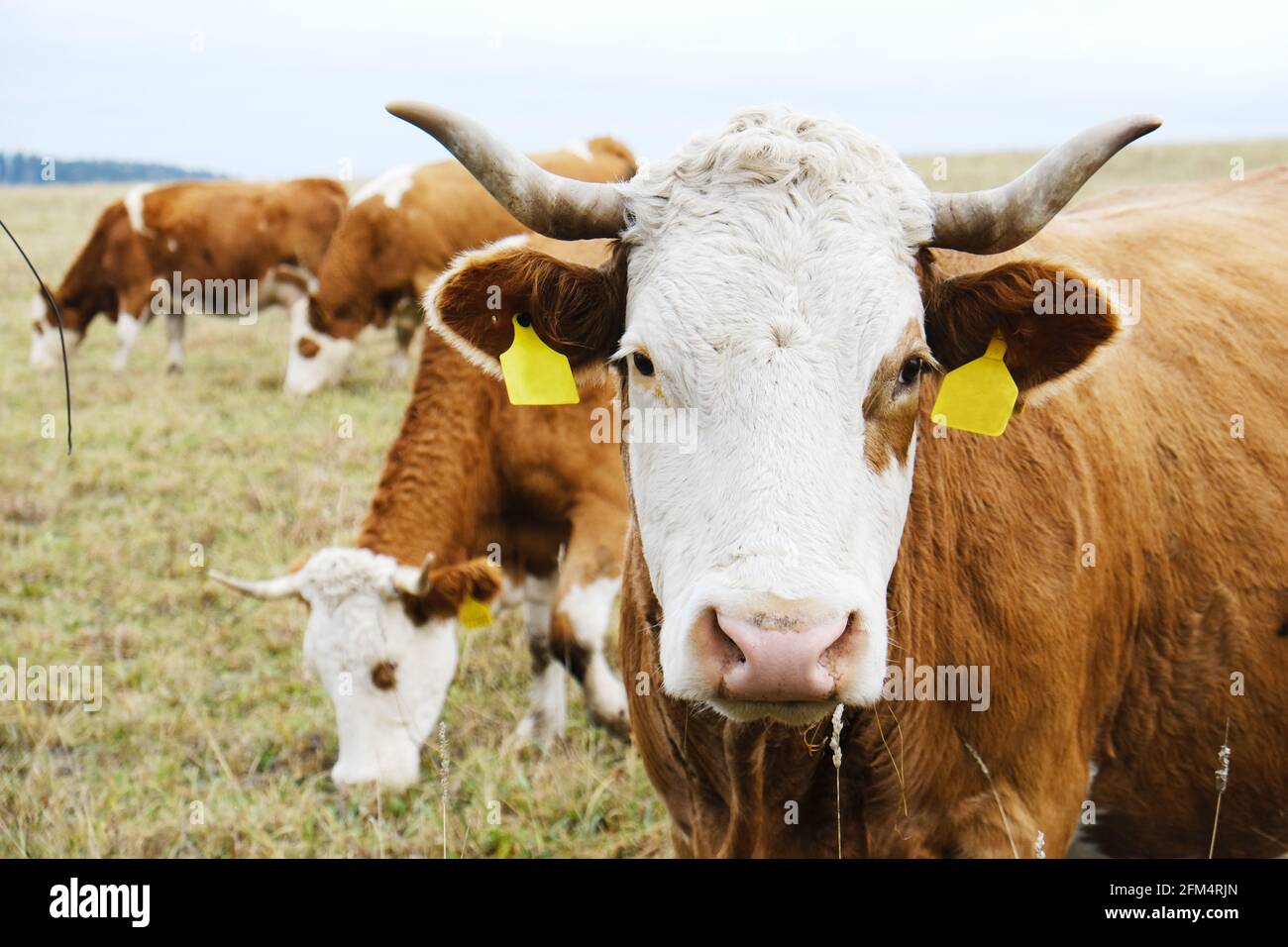 Agriculture field pasture. Cow on the farm. A herd of dairy cows, or ...
