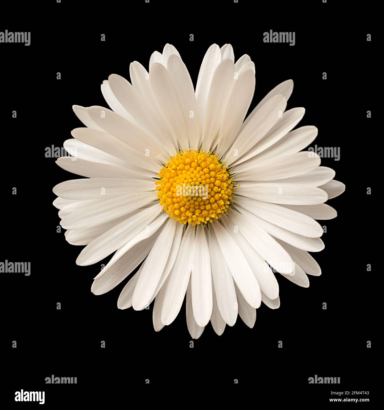 daisy flower isolated with clipping path Stock Photo - Alamy