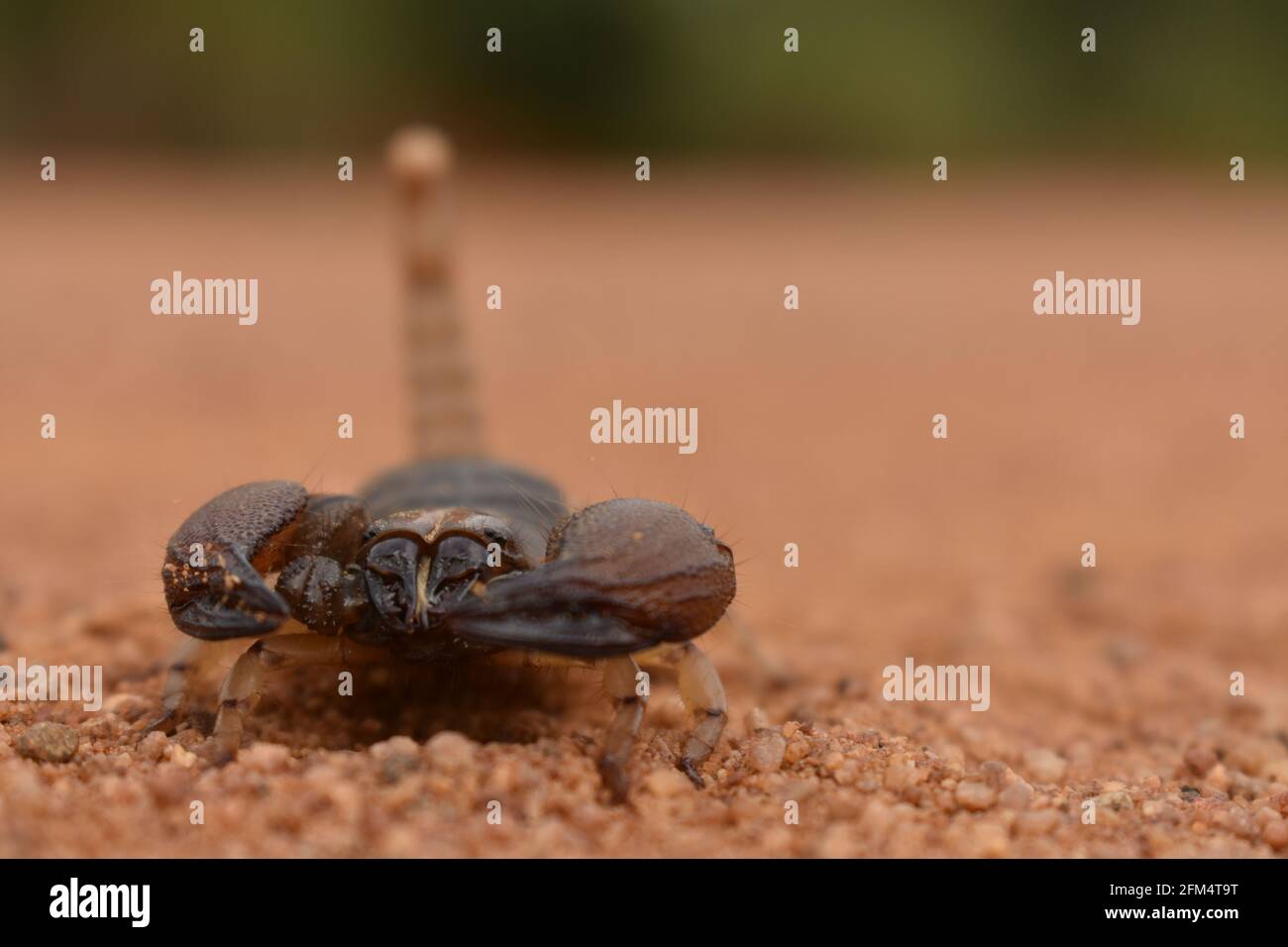 Different Perspective of a Large Scorpion Stock Photo - Alamy