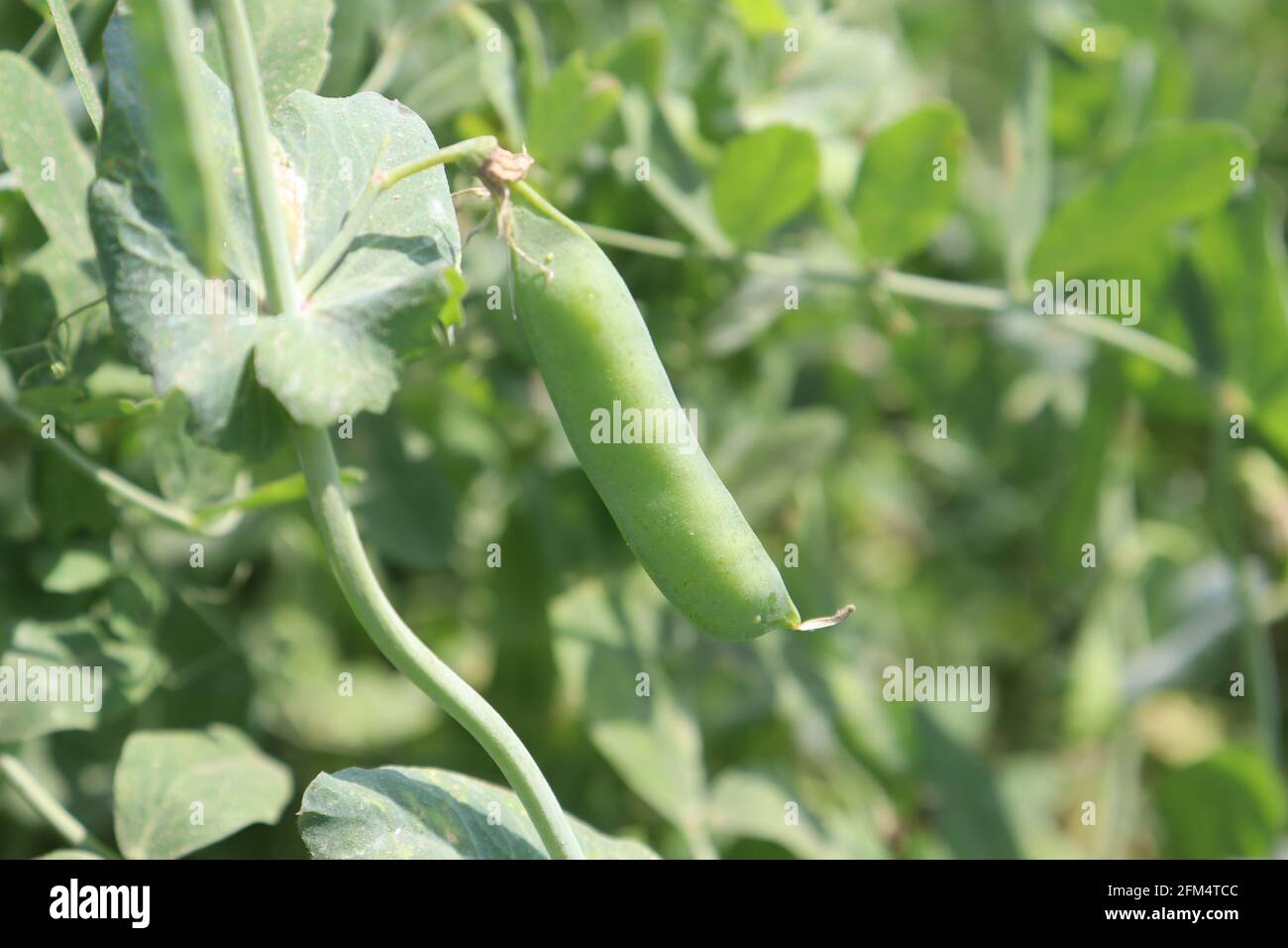 Peas pod tree hi-res stock photography and images - Alamy