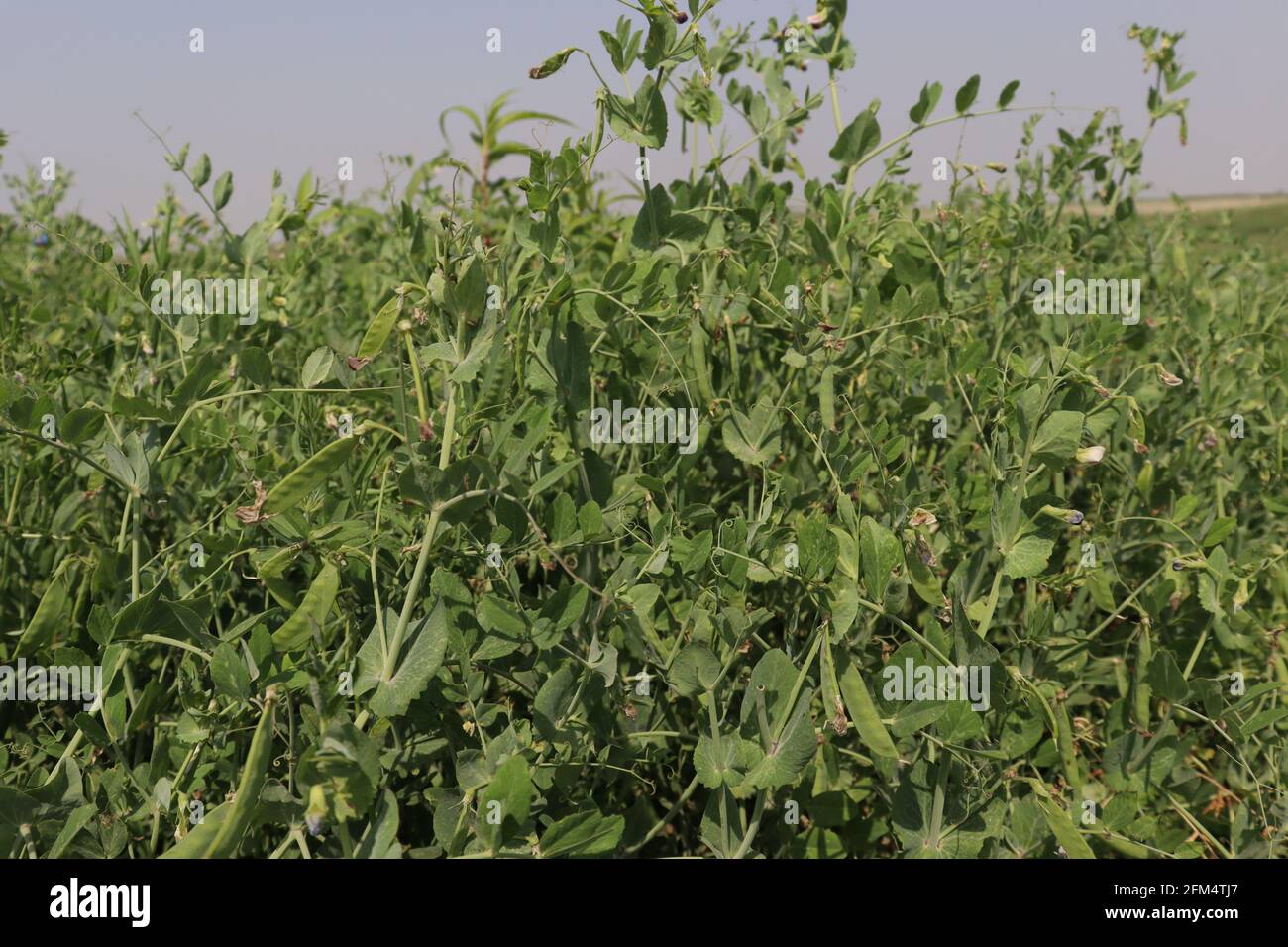 Peas pod tree hi-res stock photography and images - Alamy