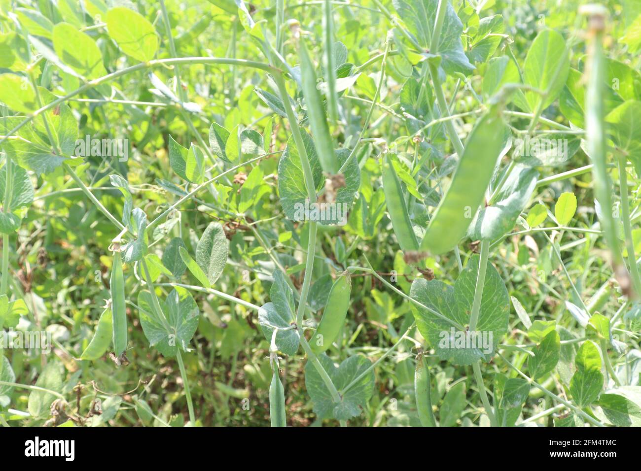 Peas pod tree hi-res stock photography and images - Alamy