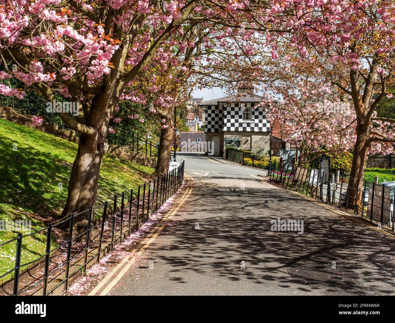 Pink blossom hi-res stock photography and images - Alamy