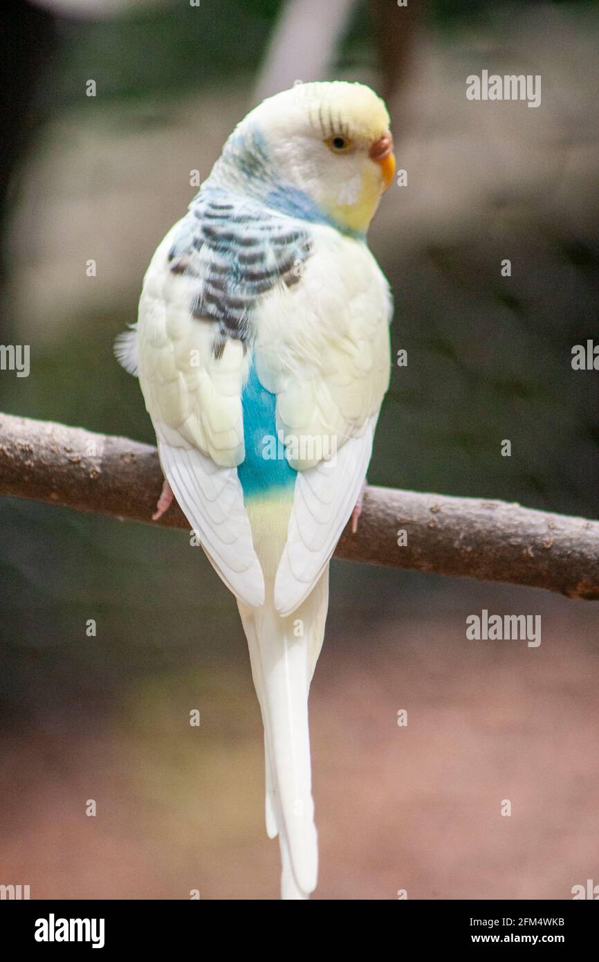 Parakeets wild hi-res stock photography and images - Alamy