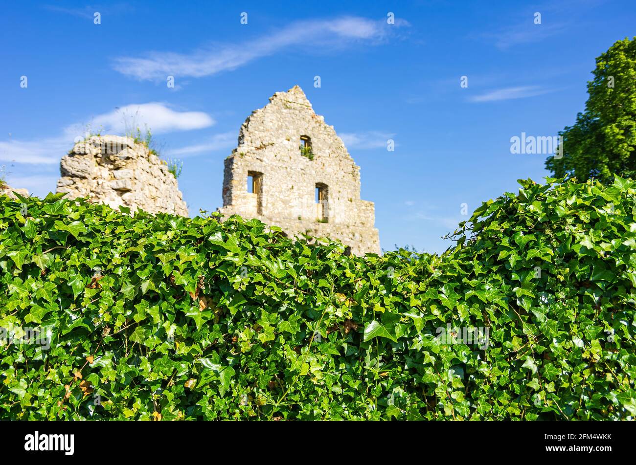 Wall overgrown with ivy and dilapidated building gable, medieval castle ...