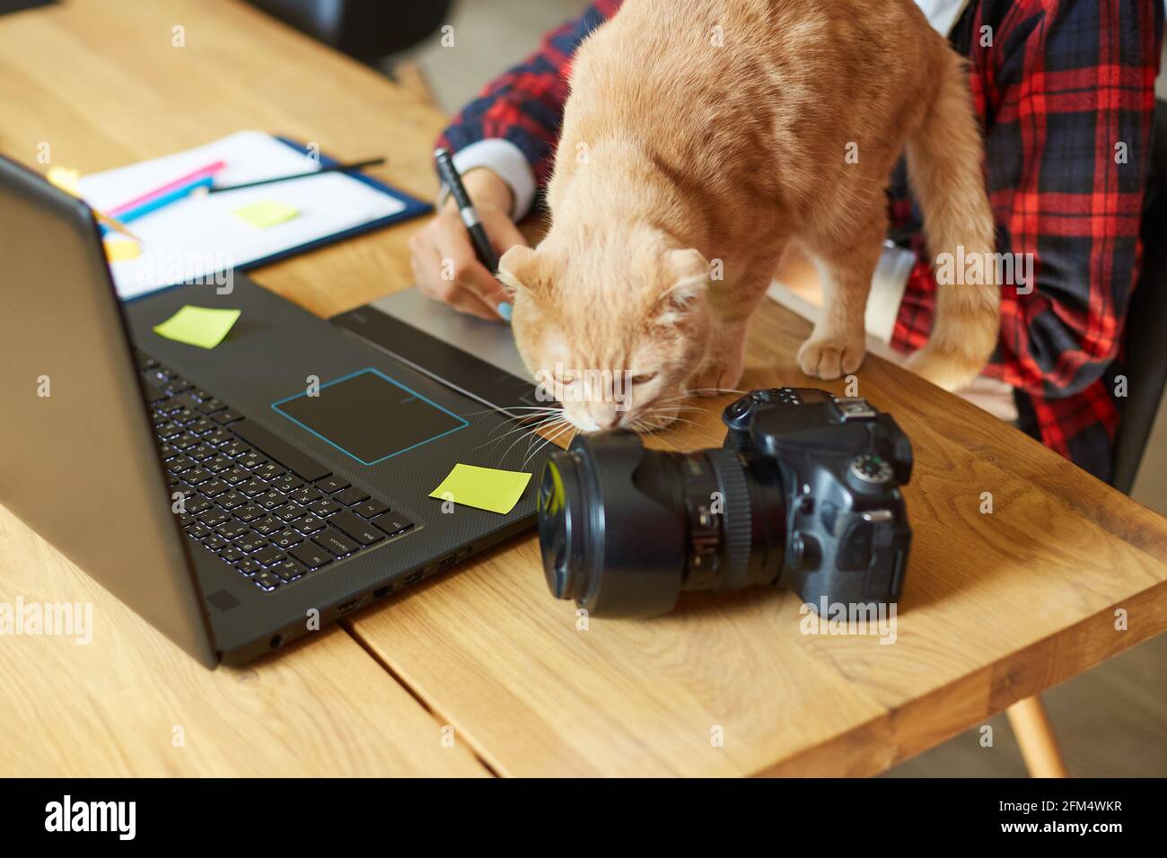 Creative female photographer with cute cat, using graphic drawing ...