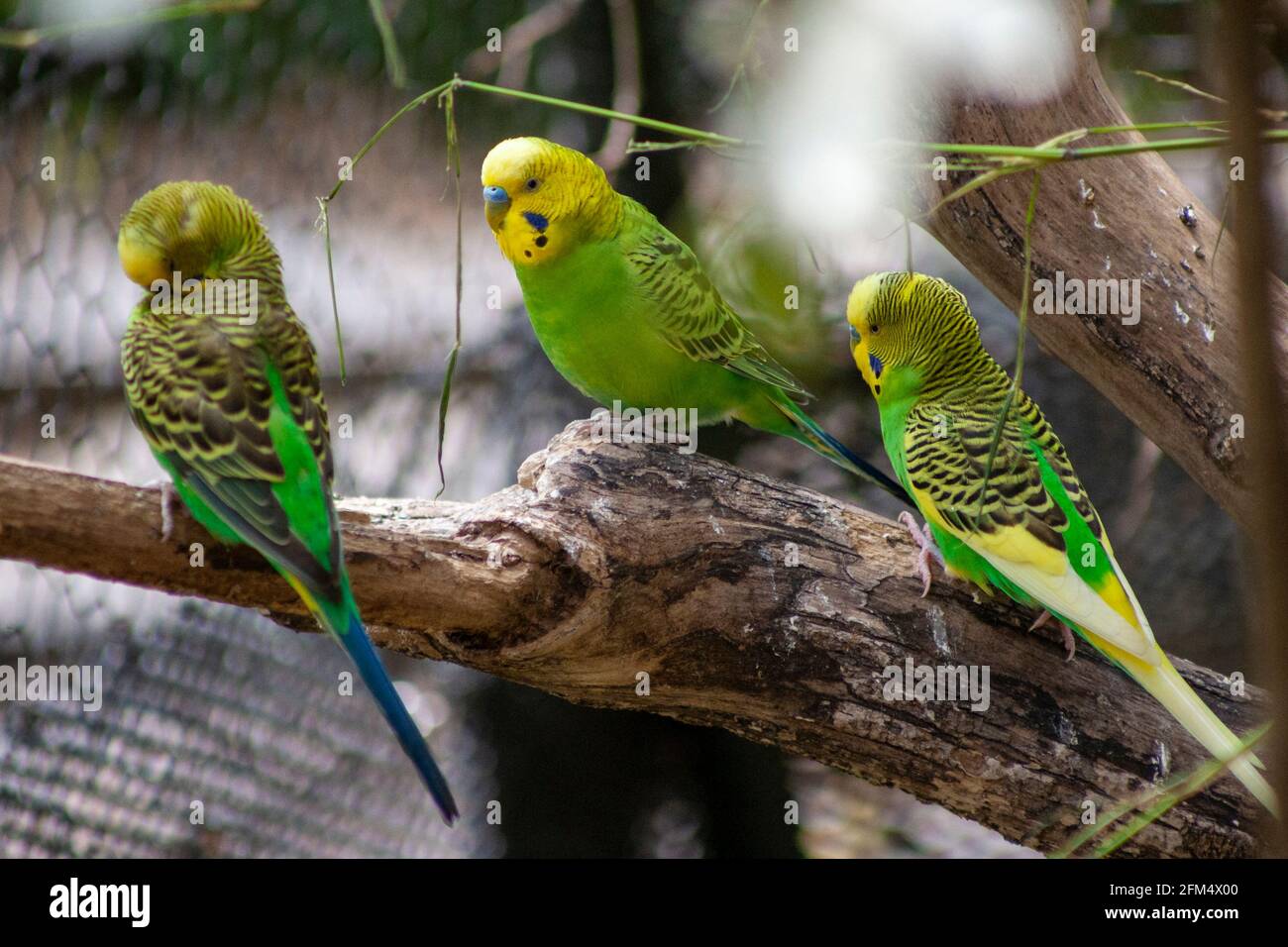 Parakeets wild hi-res stock photography and images - Alamy