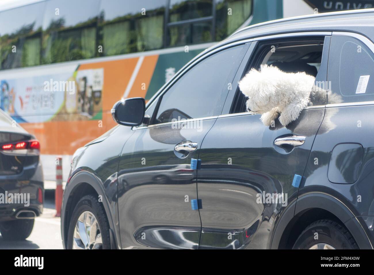 Dog in a toy car hi-res stock photography and images - Alamy
