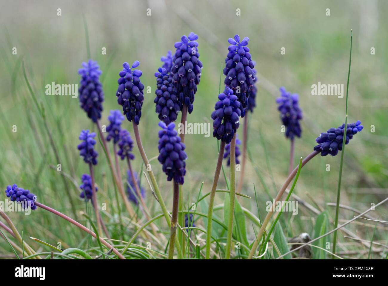 Viper bow hi-res stock photography and images - Alamy