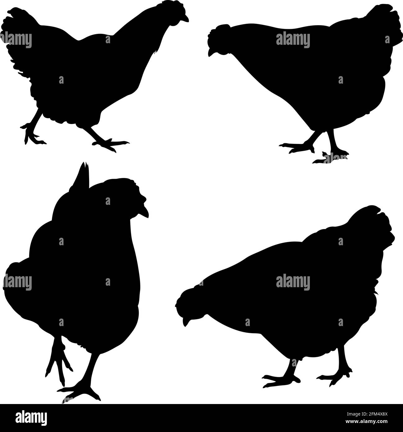 Walking chicken Stock Vector Images - Alamy