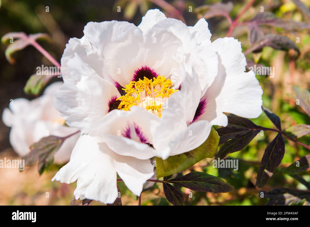 White tree peony flower blooms on a green bush Stock Photo - Alamy