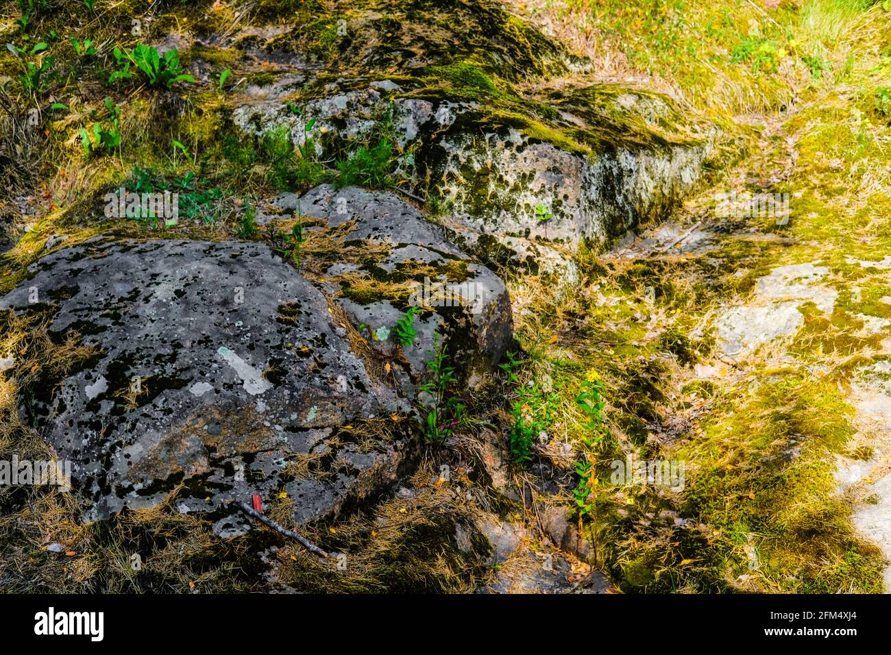 Finland, Kotka: Large granite rock in forest covered with old green ...