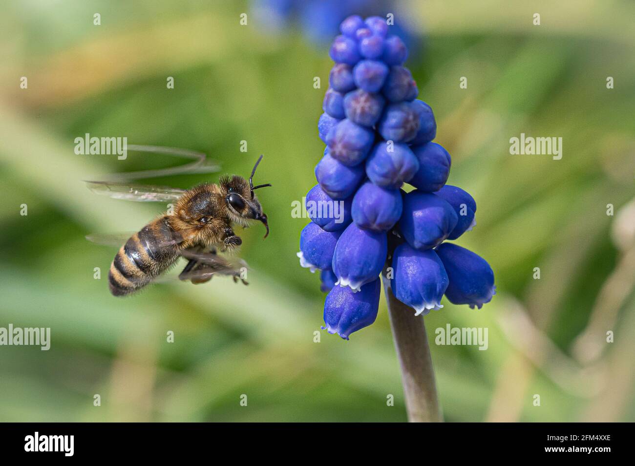 A bee before landing Stock Photo - Alamy