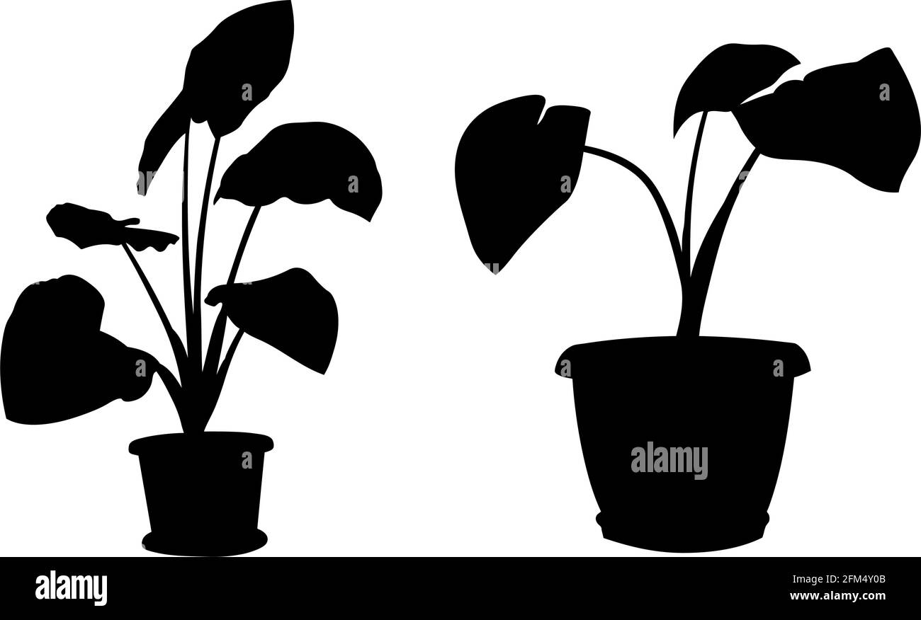 Potted plant growth Black and White Stock Photos & Images - Alamy