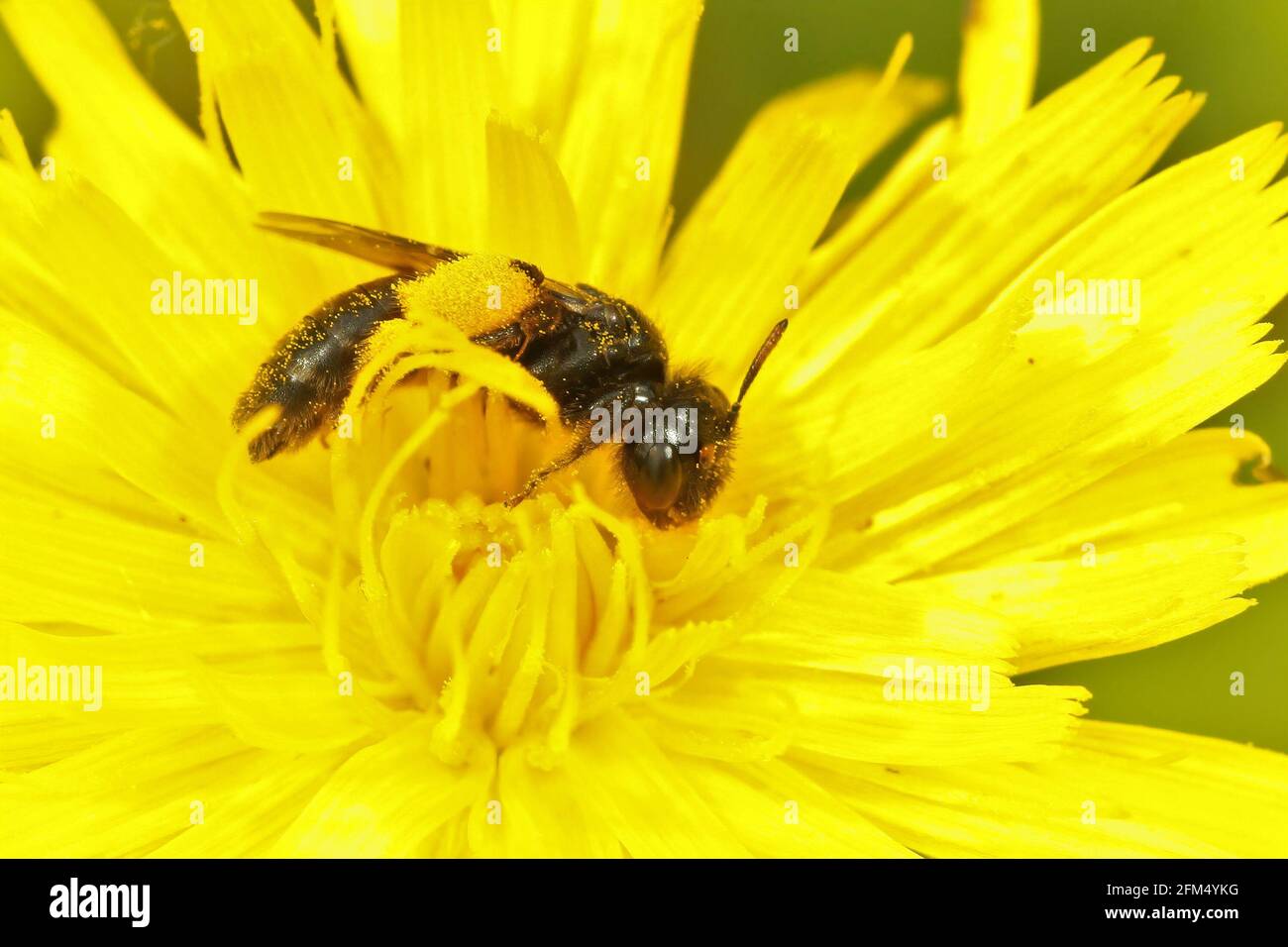Closeup of a female small shaggy bee Panurgus calcaratus on a yellow ...