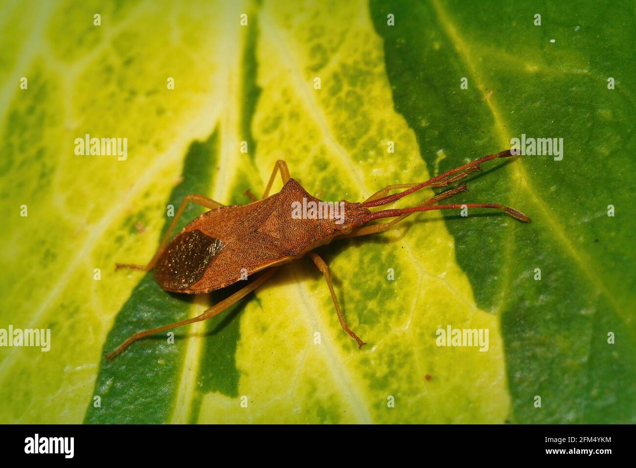 Closeup of a herbivorous box bug or a Gonocerus Acuteangulatus on a ...