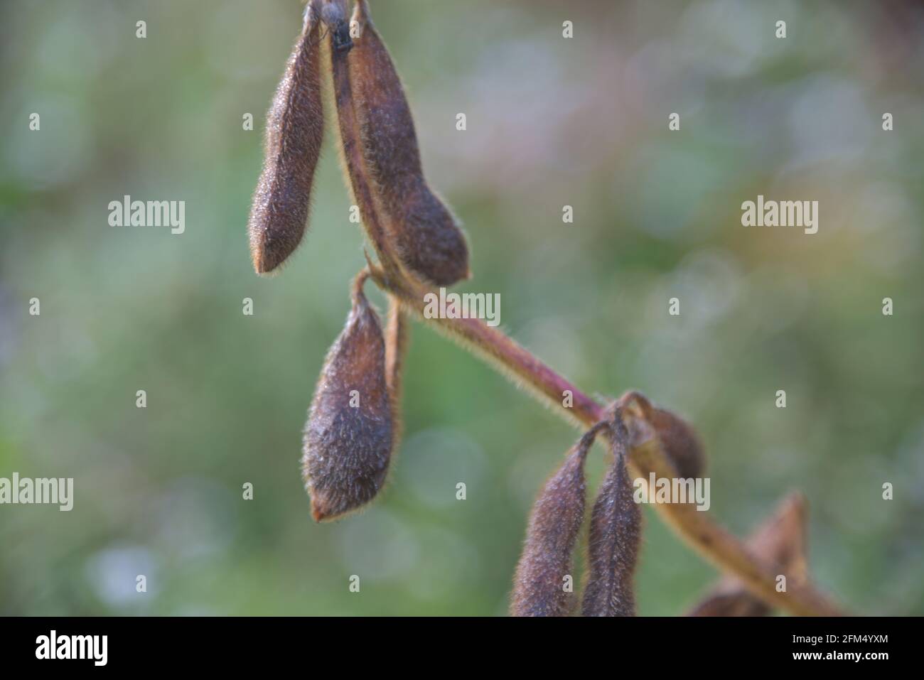 Soybean pods dried hi-res stock photography and images - Alamy