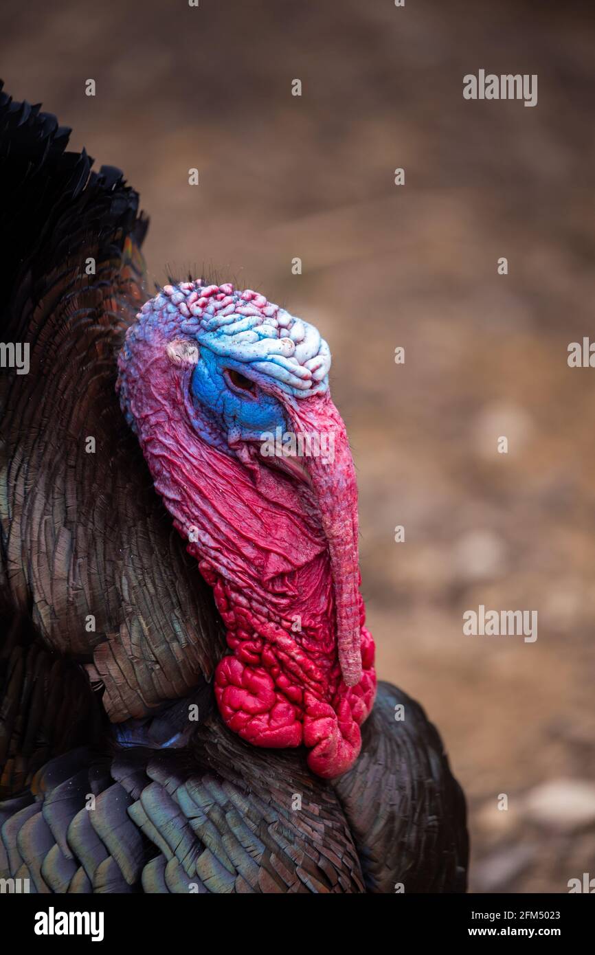 A close-up of the red and blue head of a black male turkey in a ...