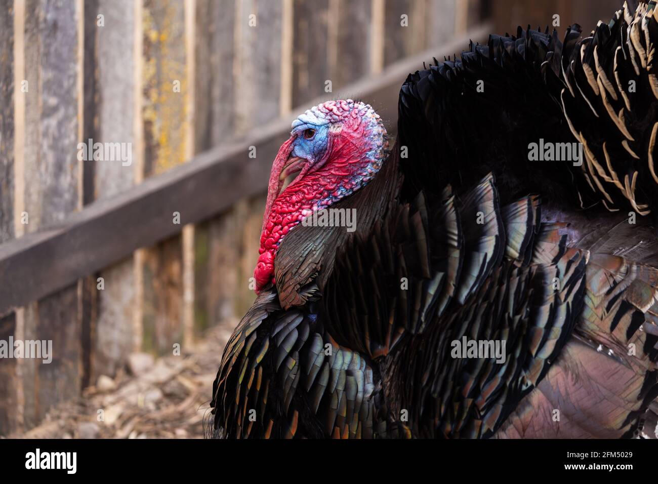 A close-up of the red and blue head of a black male turkey in a ...