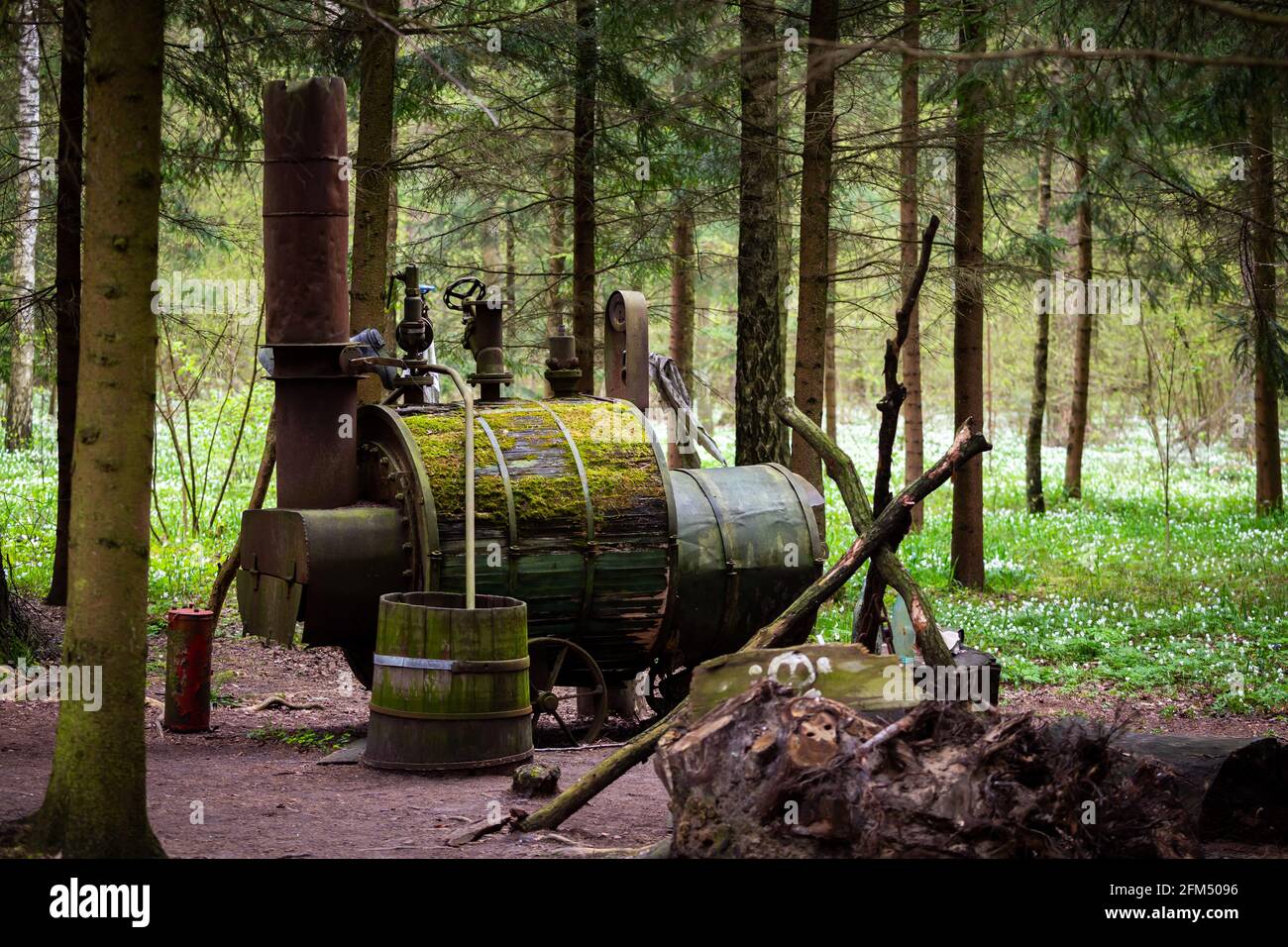 Illegal alcohol production apparatus positioned among the trees in the ...