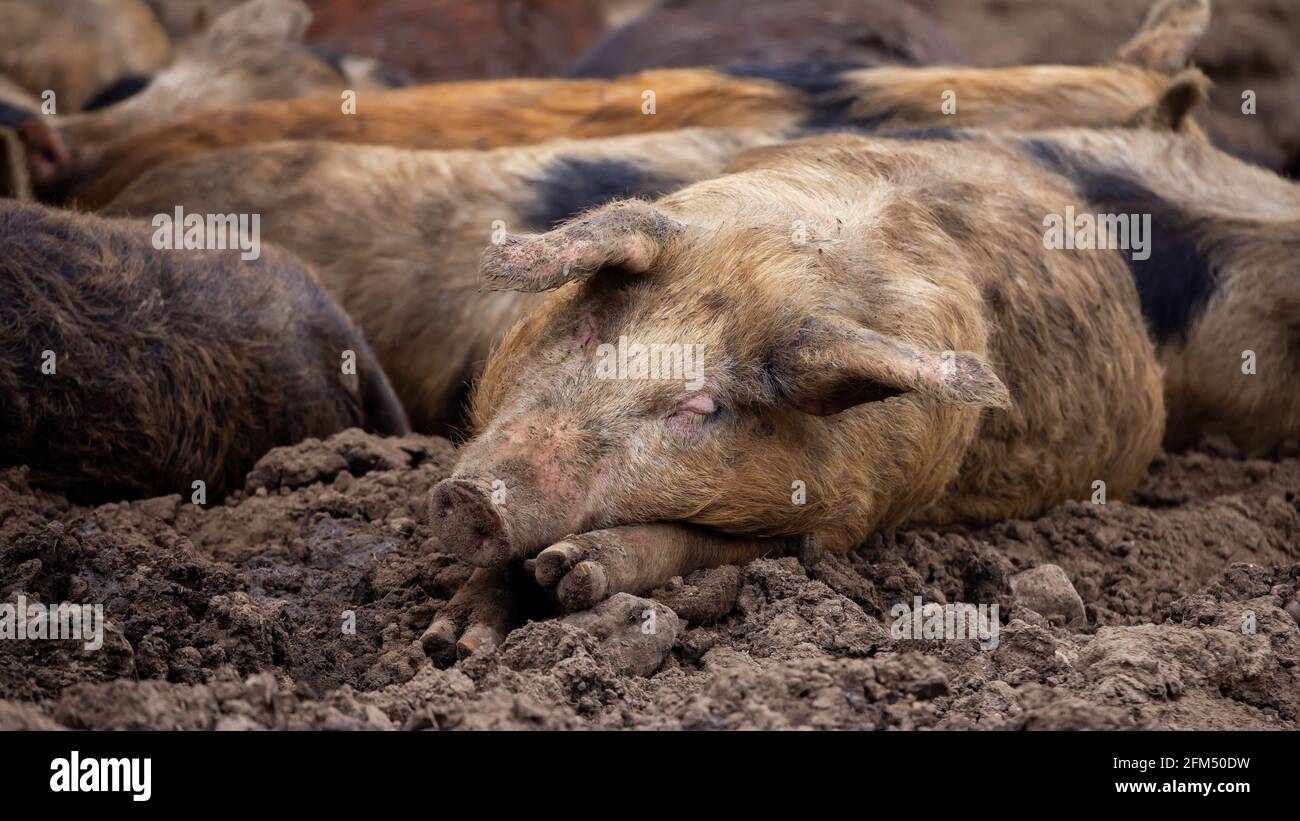 In mudd hi-res stock photography and images - Alamy