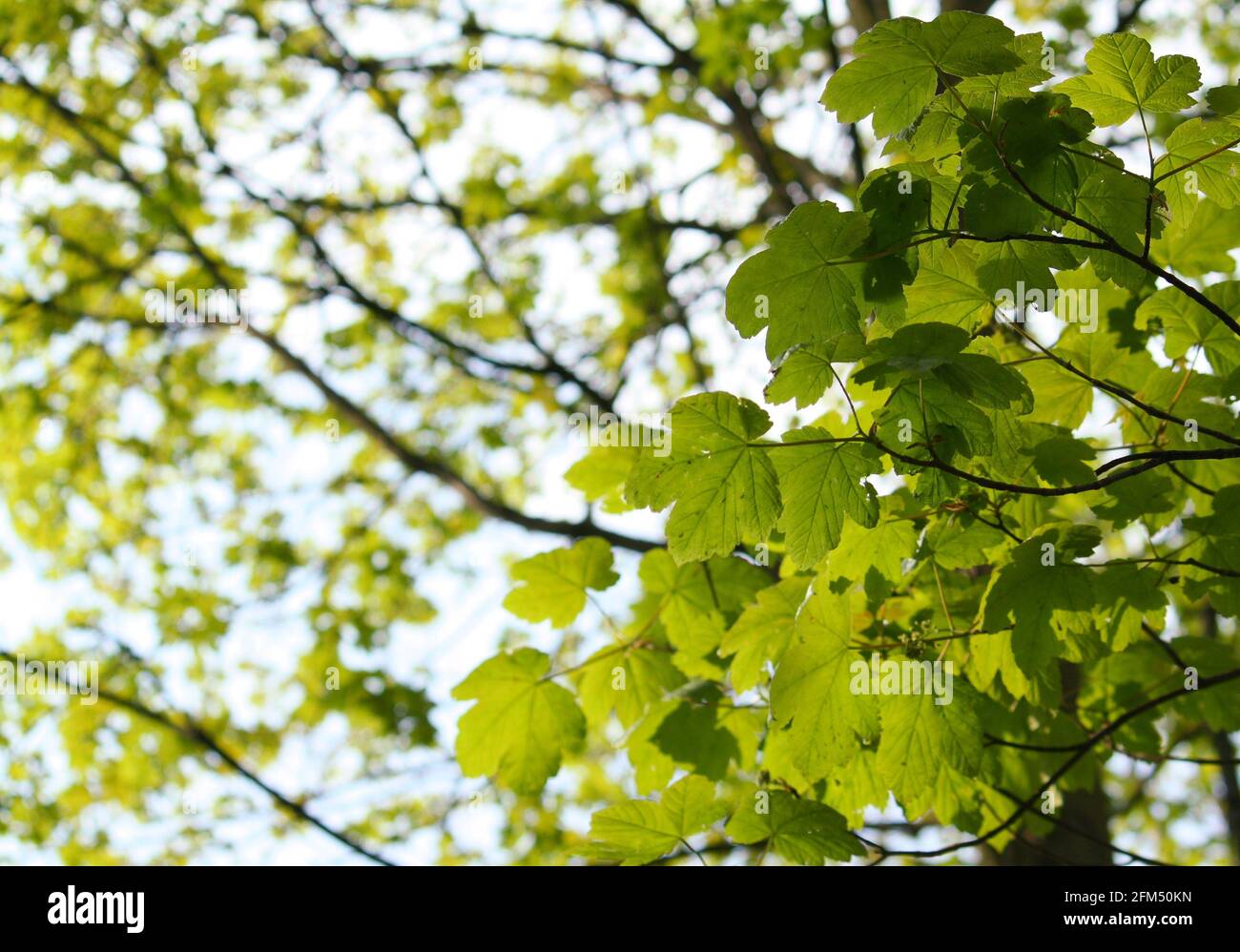 Emerging canopy hi-res stock photography and images - Alamy