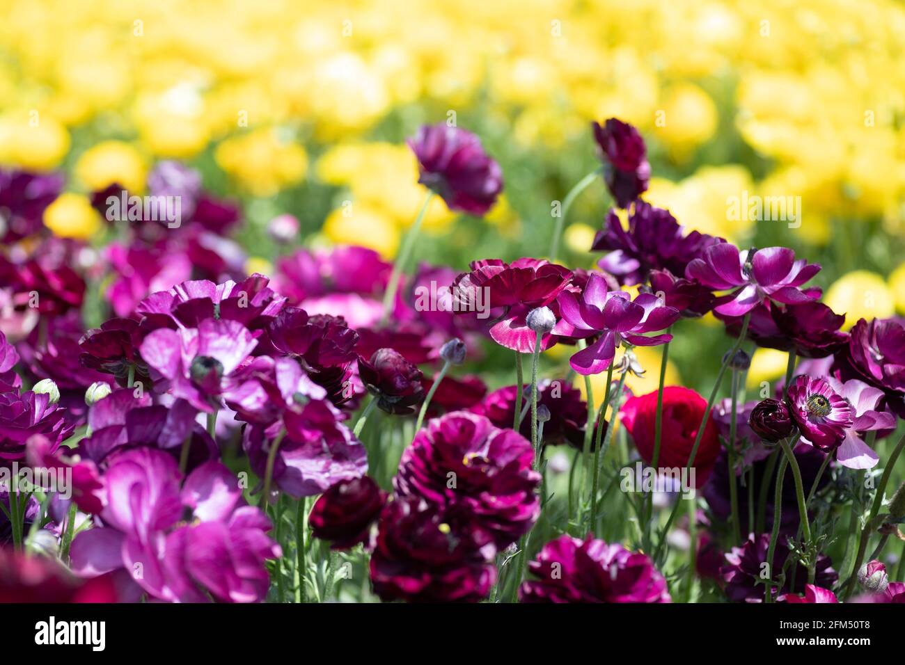 Purple cultivated flowers garden buttercups close up Stock Photo - Alamy